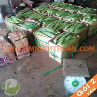 Lá Nha Đam Thái 2 Tấn - Phi Nha Đam